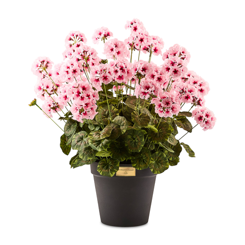 pink geranium urn filler - MISI HOME